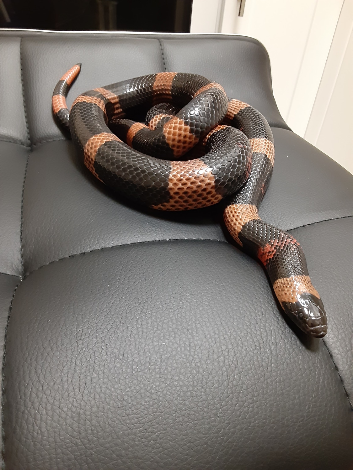 Halloween Pueblan Milk Snake by Jake's Snakes - MorphMarket