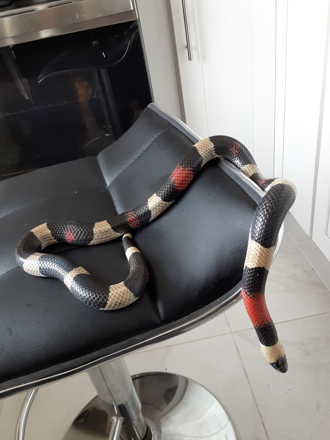 Oreo Pueblan Milk Snake by Jake's Snakes - MorphMarket
