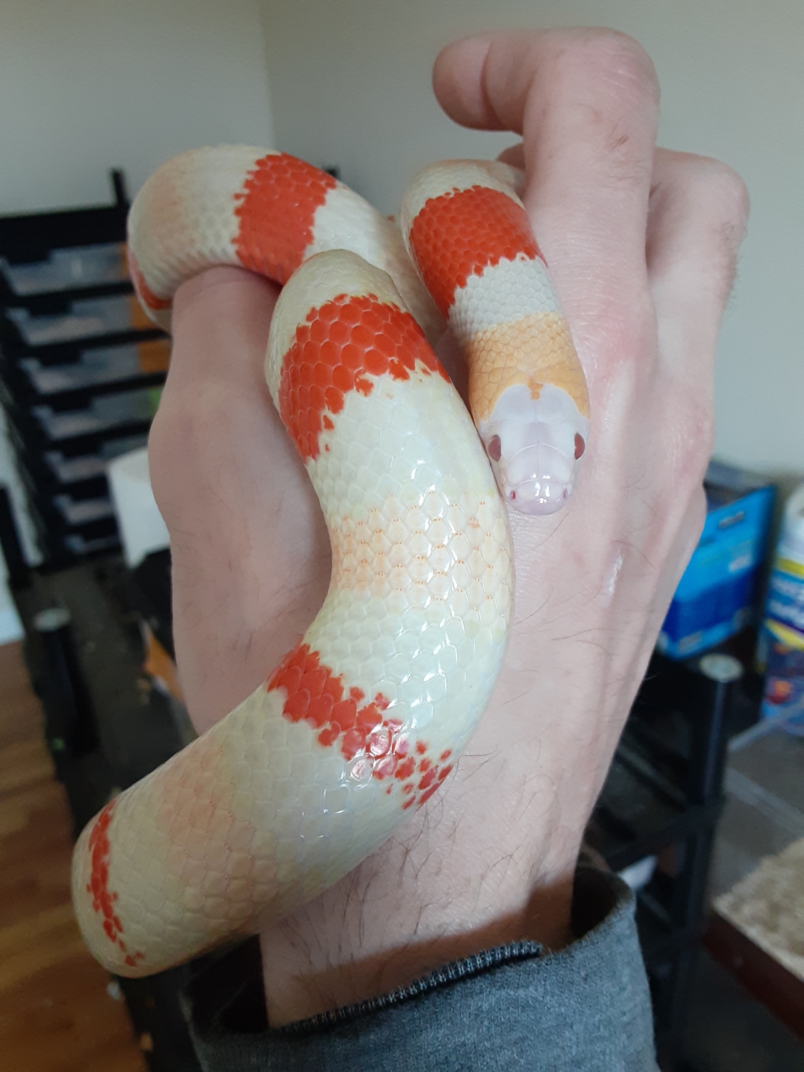 Albino Pueblan Milk Snake by Jake's Snakes - MorphMarket