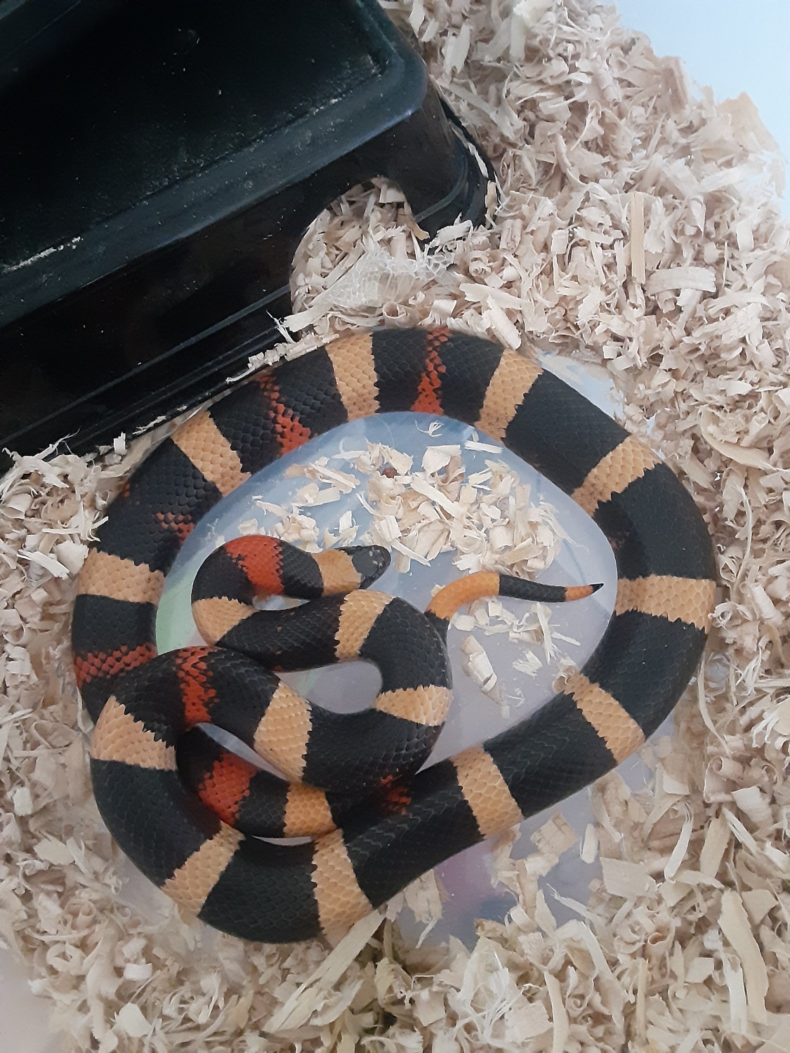 Halloween Pueblan Milk Snake by Jake's Snakes - MorphMarket