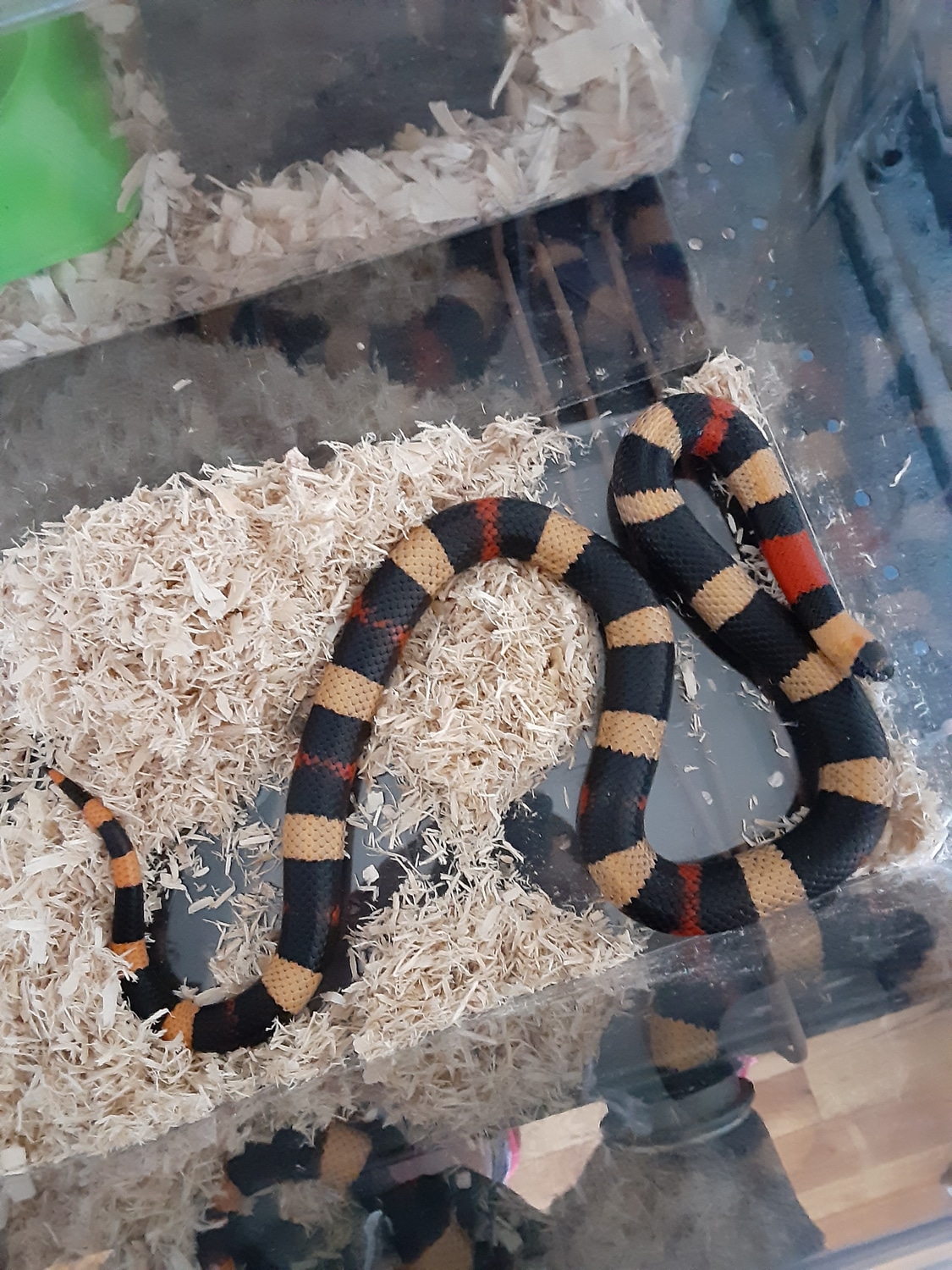 Halloween Pueblan Milk Snake by Jake's Snakes - MorphMarket