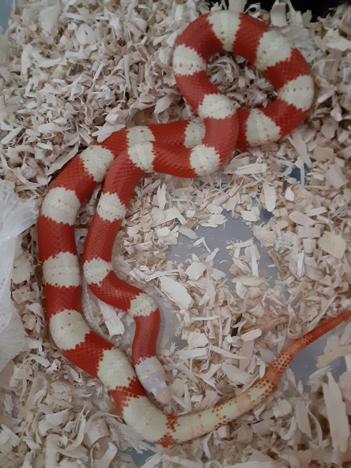 Albino Milk Snake Nelson's Milk Snake by Jake's Snakes - MorphMarket