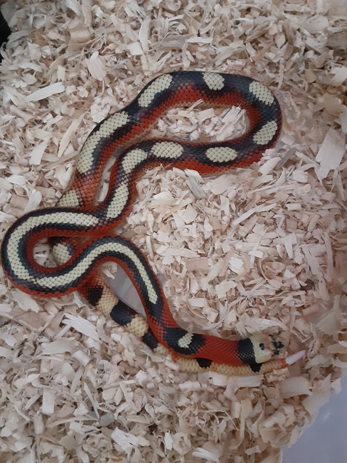 Splotched Nelson's Milk Snake by Jake's Snakes - MorphMarket
