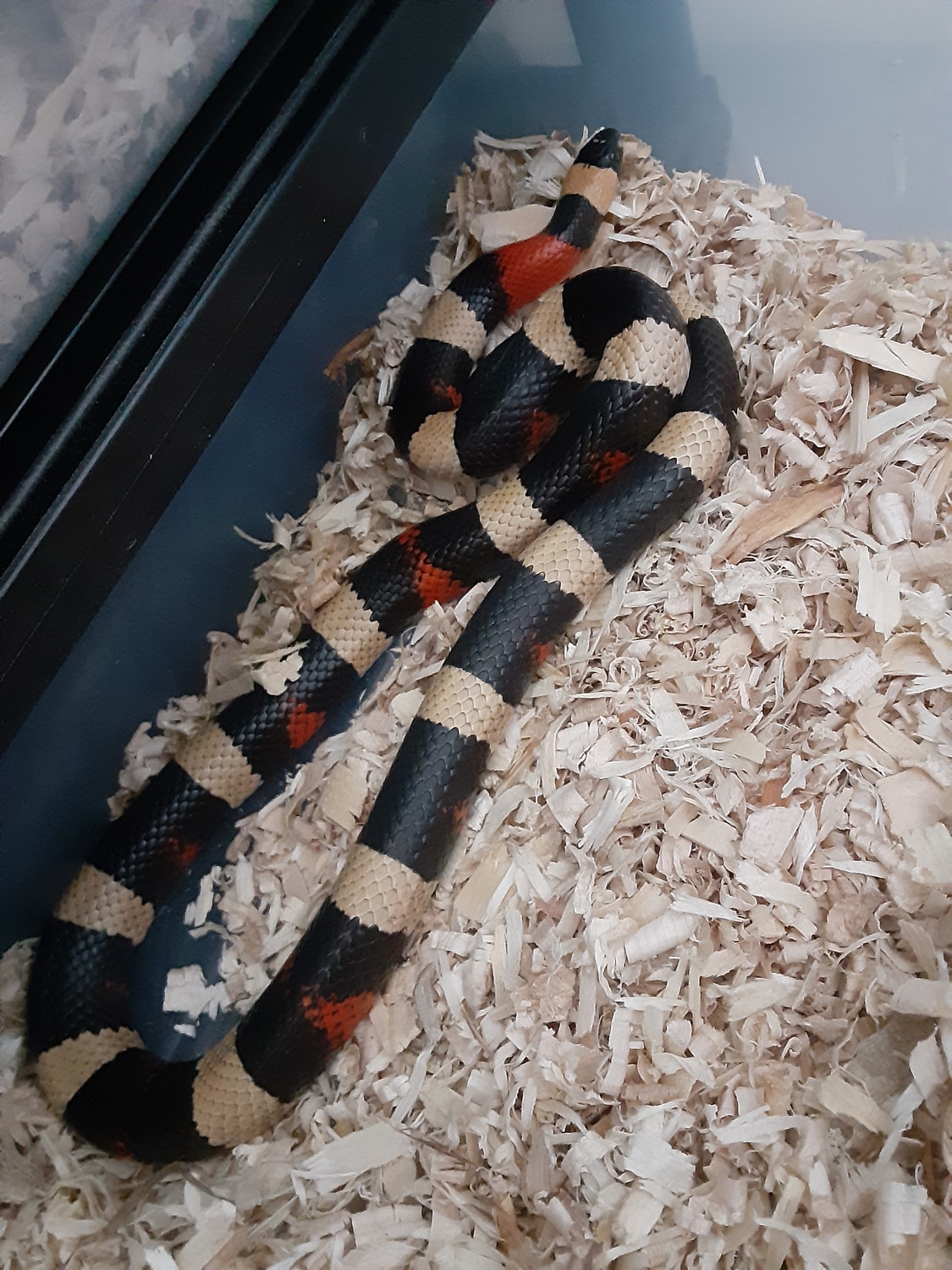 Halloween Milk Snake Pueblan Milk Snake by Jake's Snakes - MorphMarket