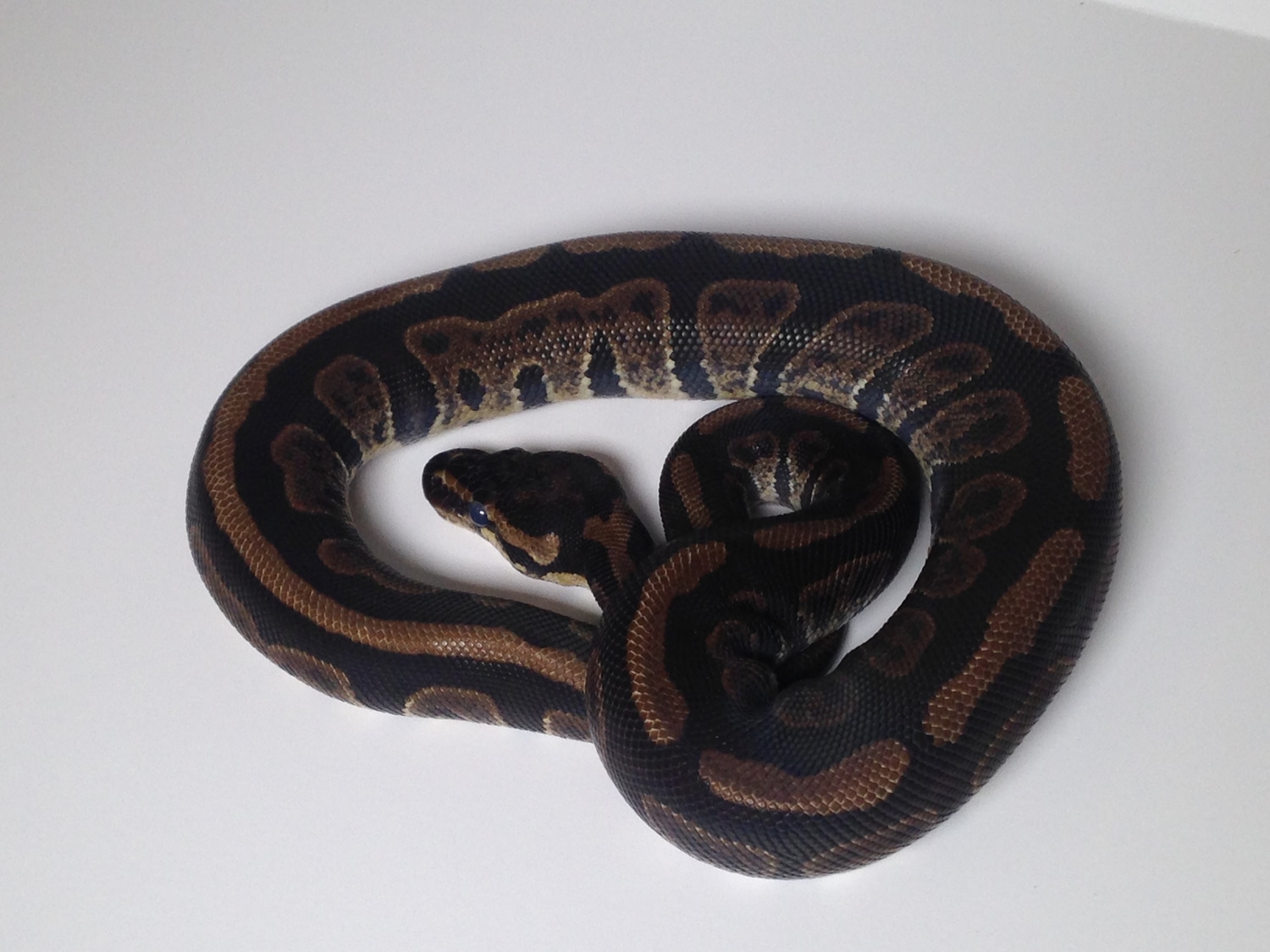 Sable Ball Python by Escape Reptiles - MorphMarket