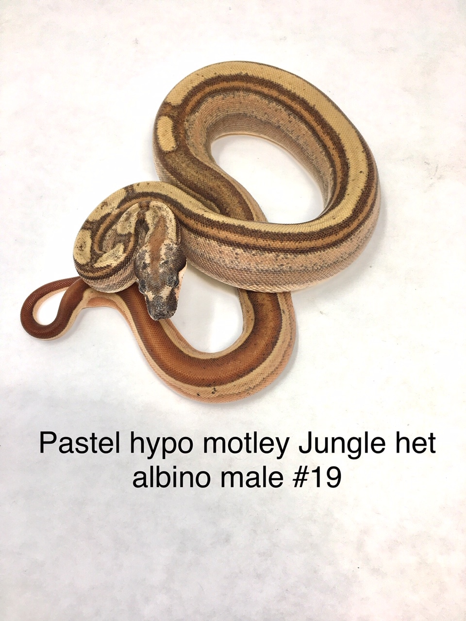 Pastel Hypo Motley Jungle Het Albino Boa Constrictor by Escape Reptiles ...