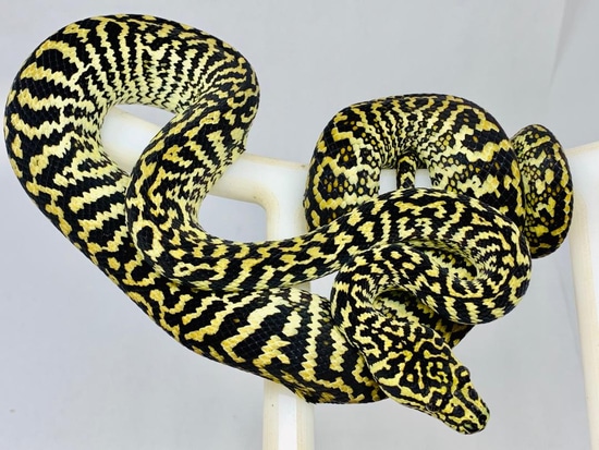 Jungle Zebra Jungle Carpet Python by Escape Reptiles