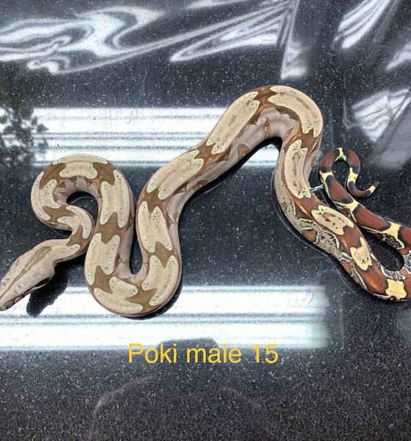 Pokigron Surinam True Red-tailed Boa Constrictor by Escape Reptiles ...