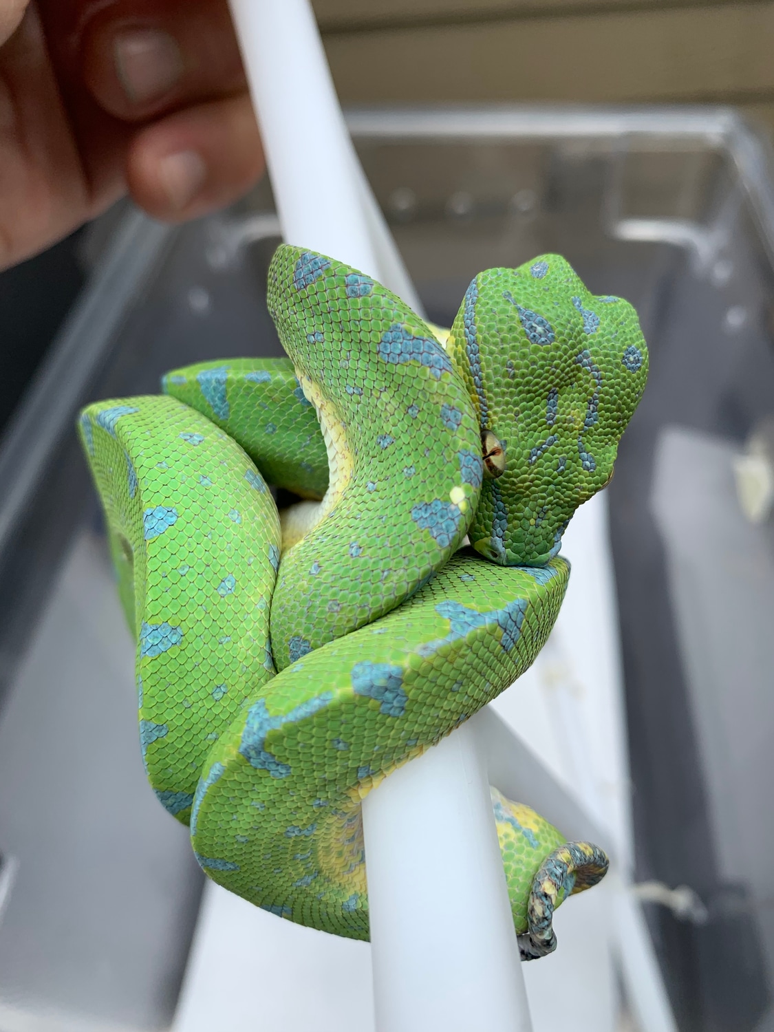 High Blue Sorong Type CBB Green Tree Python by Escape Reptiles ...