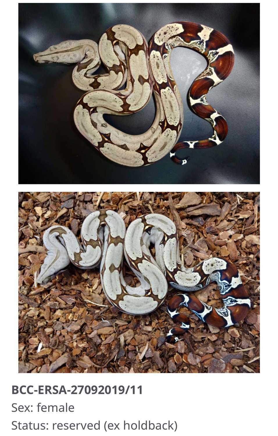 Pokigron Suriname True Red-tailed Boa Constrictor by Escape Reptiles ...