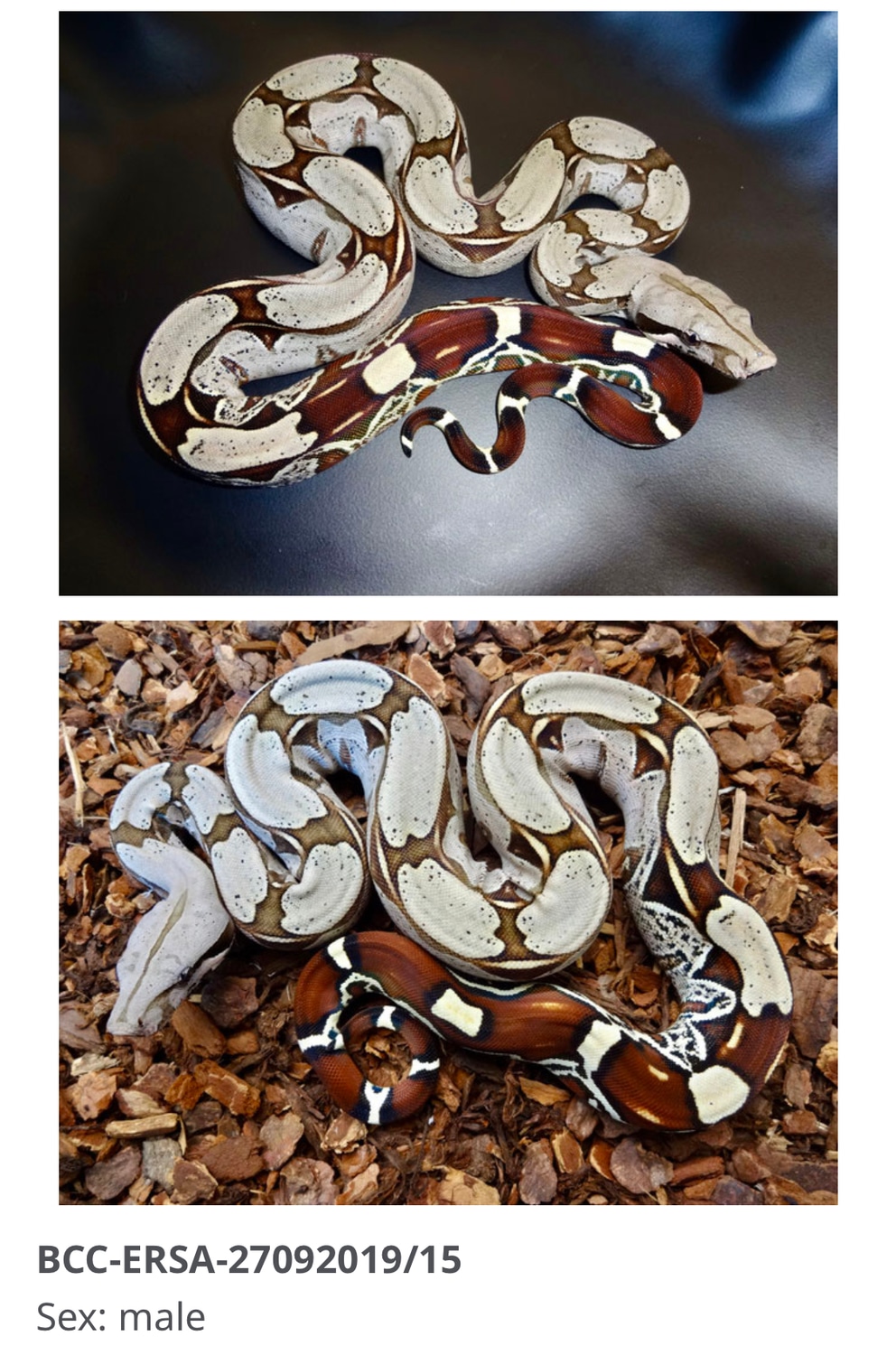 Pokigron Suriname True Red-tailed Boa Constrictor by Escape Reptiles ...