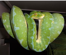 High Blue Green Tree Pythons for Sale - MorphMarket US & Canada