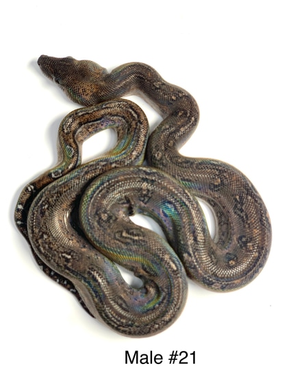 Male Sonoran Leopard Boa Boa Constrictor by Escape Reptiles