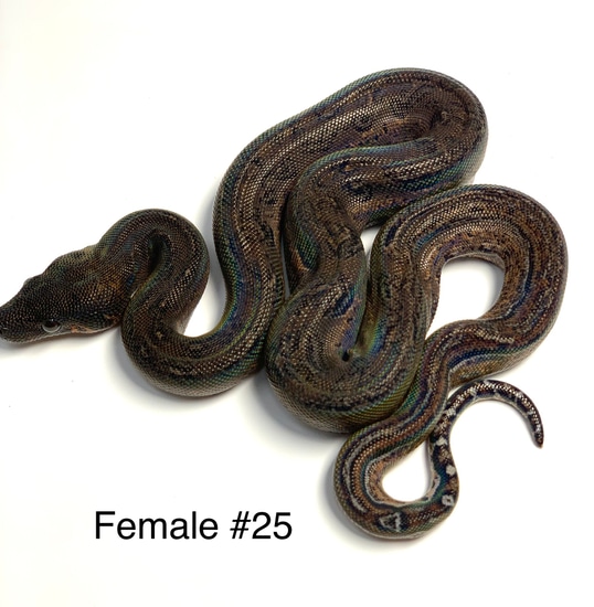 Sonoran Leopard Boa Constrictor by Escape Reptiles