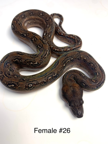 Sonoran Leopard Boa Constrictor by Escape Reptiles