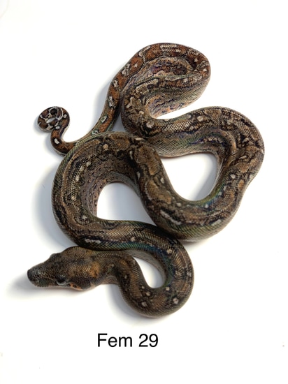 Sonoran Leopard Boa Constrictor by Escape Reptiles