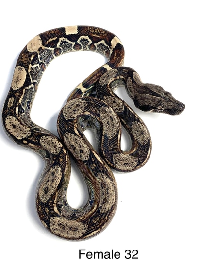 IMG Boa Constrictor by Escape Reptiles