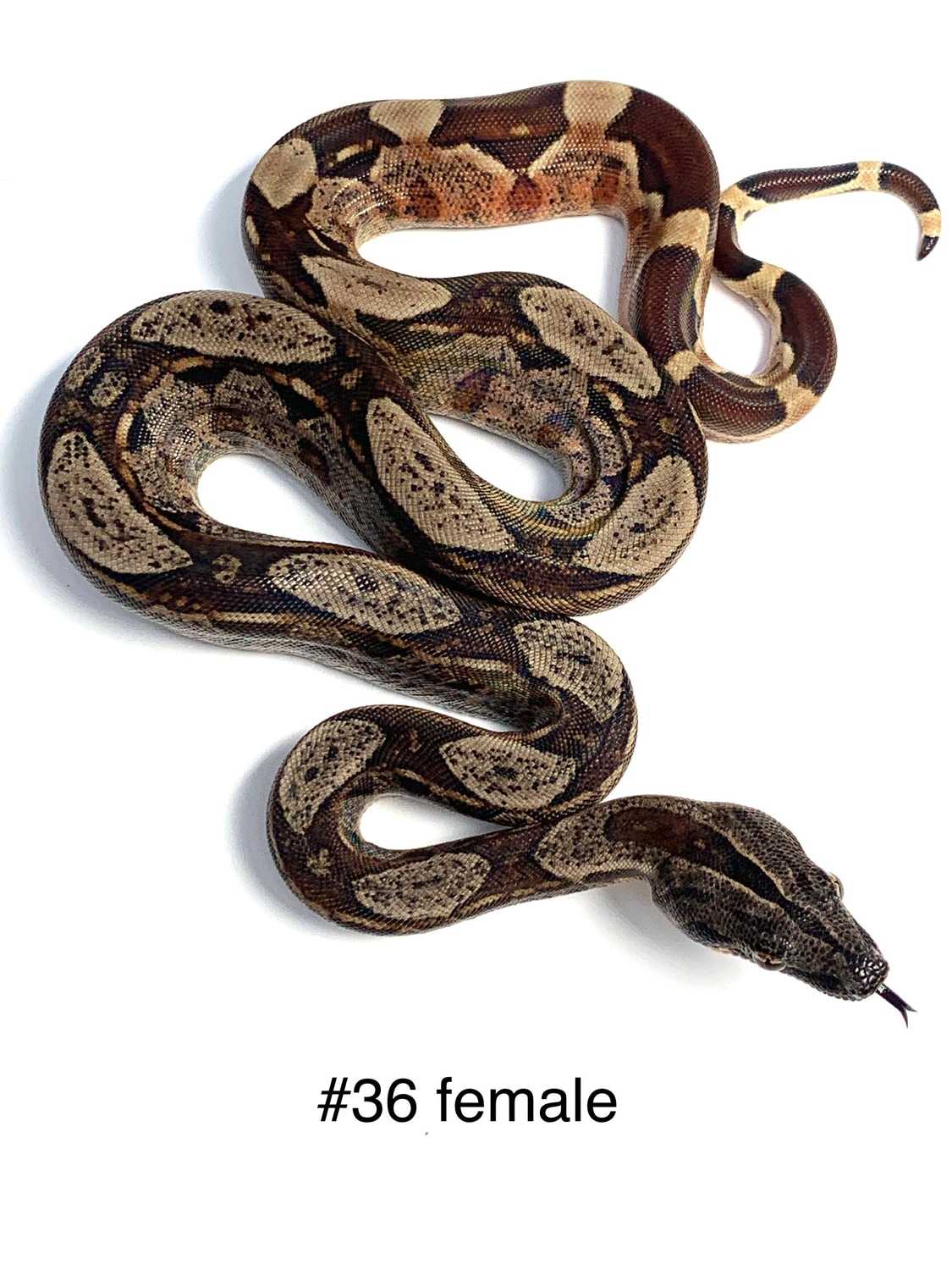 Hypo Arabesque IMG Boa Constrictor by Escape Reptiles - MorphMarket