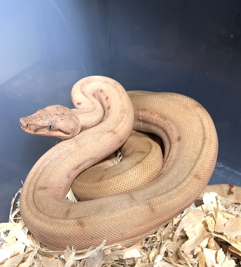 Scoria Hypo Het VPI Boa Constrictor by Escape Reptiles