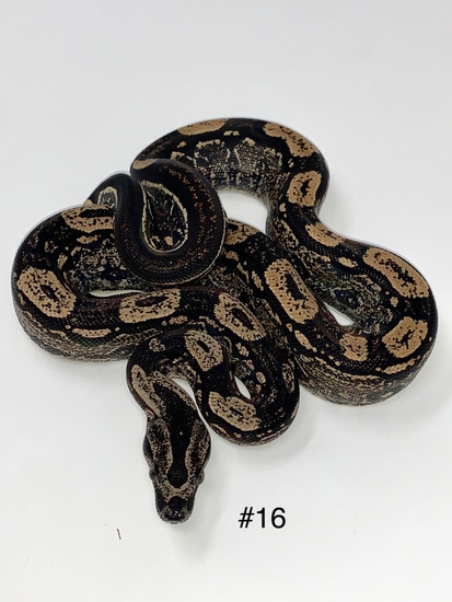 IMG Arabesque Jungle Boa Constrictor by Escape Reptiles