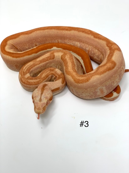 Sunglow Coral ( Poss Super ) Boa Constrictor by Escape Reptiles