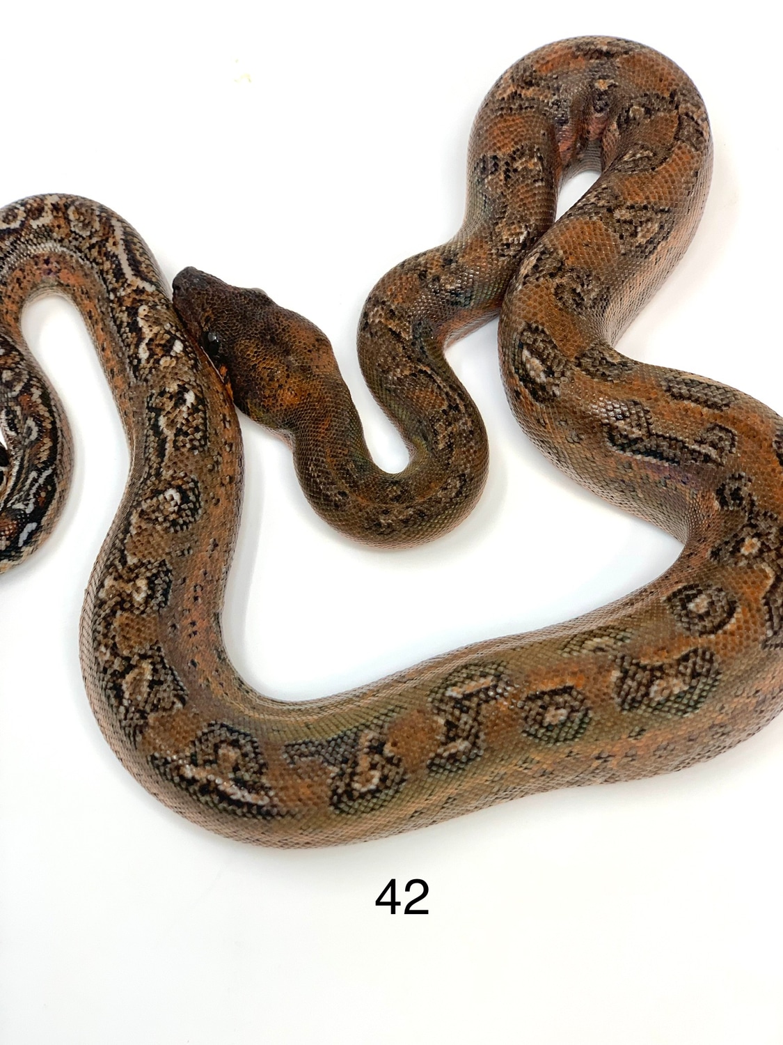 2023 High Red Sonoran Leopard Boa Constrictor by Escape Reptiles ...