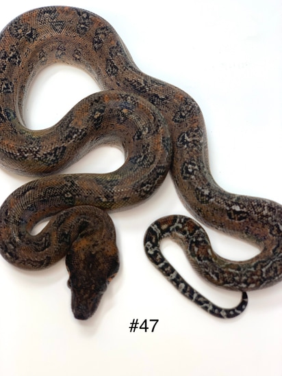 Sonoran Leopard Female Boa Constrictor by Escape Reptiles