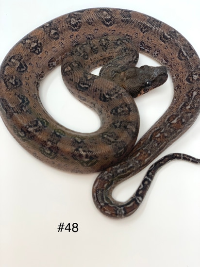 Sonoran Leopard Boa Constrictor by Escape Reptiles