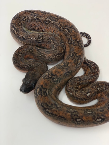 Sonoran Leopard Boa Constrictor by Escape Reptiles