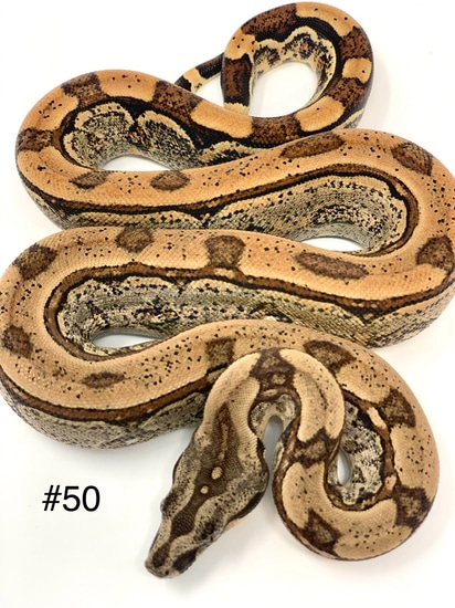 Arabesque Jungle Boa Constrictor by Escape Reptiles