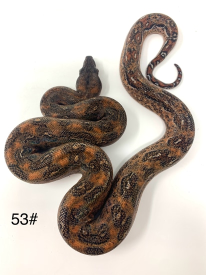 High Red Sonoran Leopard Boa Constrictor by Escape Reptiles