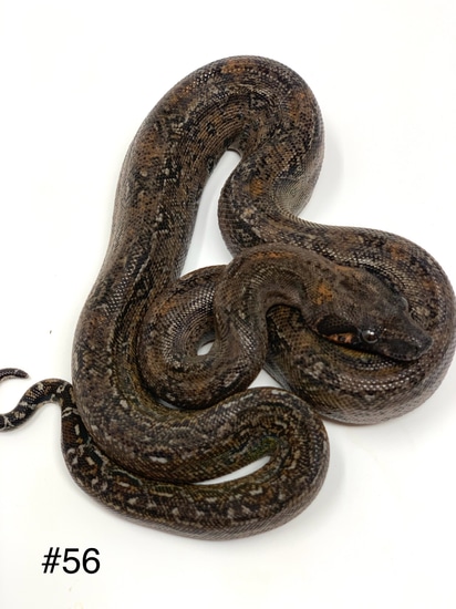 Sonoran Leopard Boa Constrictor by Escape Reptiles