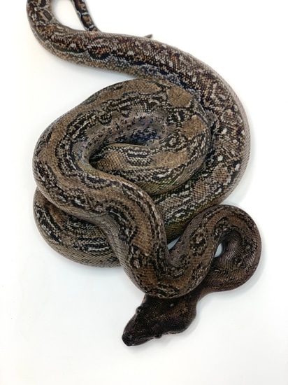 Sonoran Leopards Boa Constrictor by Escape Reptiles