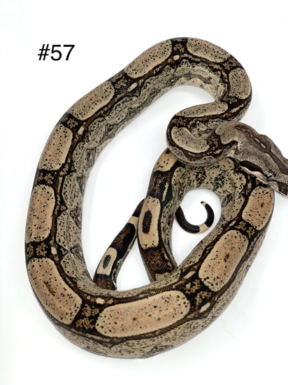 Arabesque Boa Constrictor by Escape Reptiles