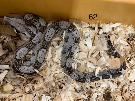 Normal Boa Constrictor by Escape Reptiles