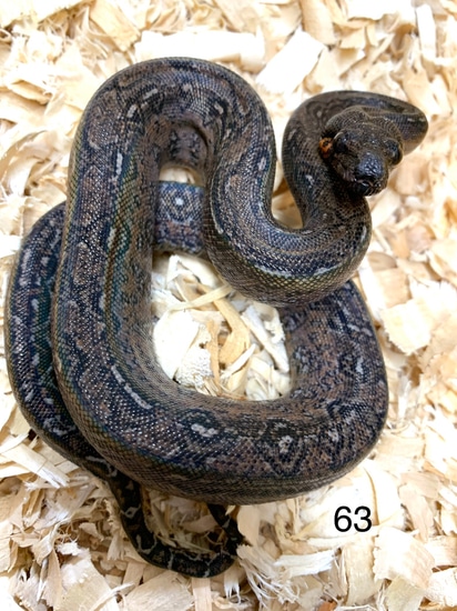 Sonoran Leopard Boa Constrictor by Escape Reptiles
