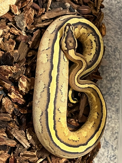 Superstripe Yellow Belly Specter Ball Python by Esko BreedN