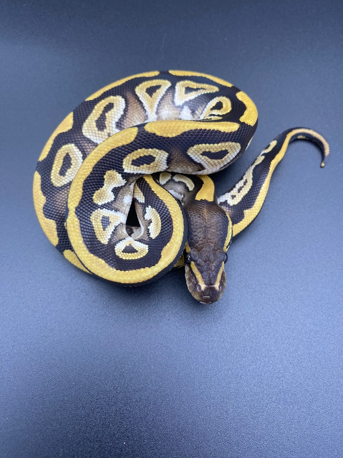 Mojave Male Ball Python by Esko BreedN - MorphMarket