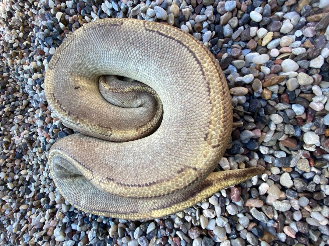 Champagne Yellow Belly *ALL SNAKES MUST GO* Ball Python by Esko BreedN ...
