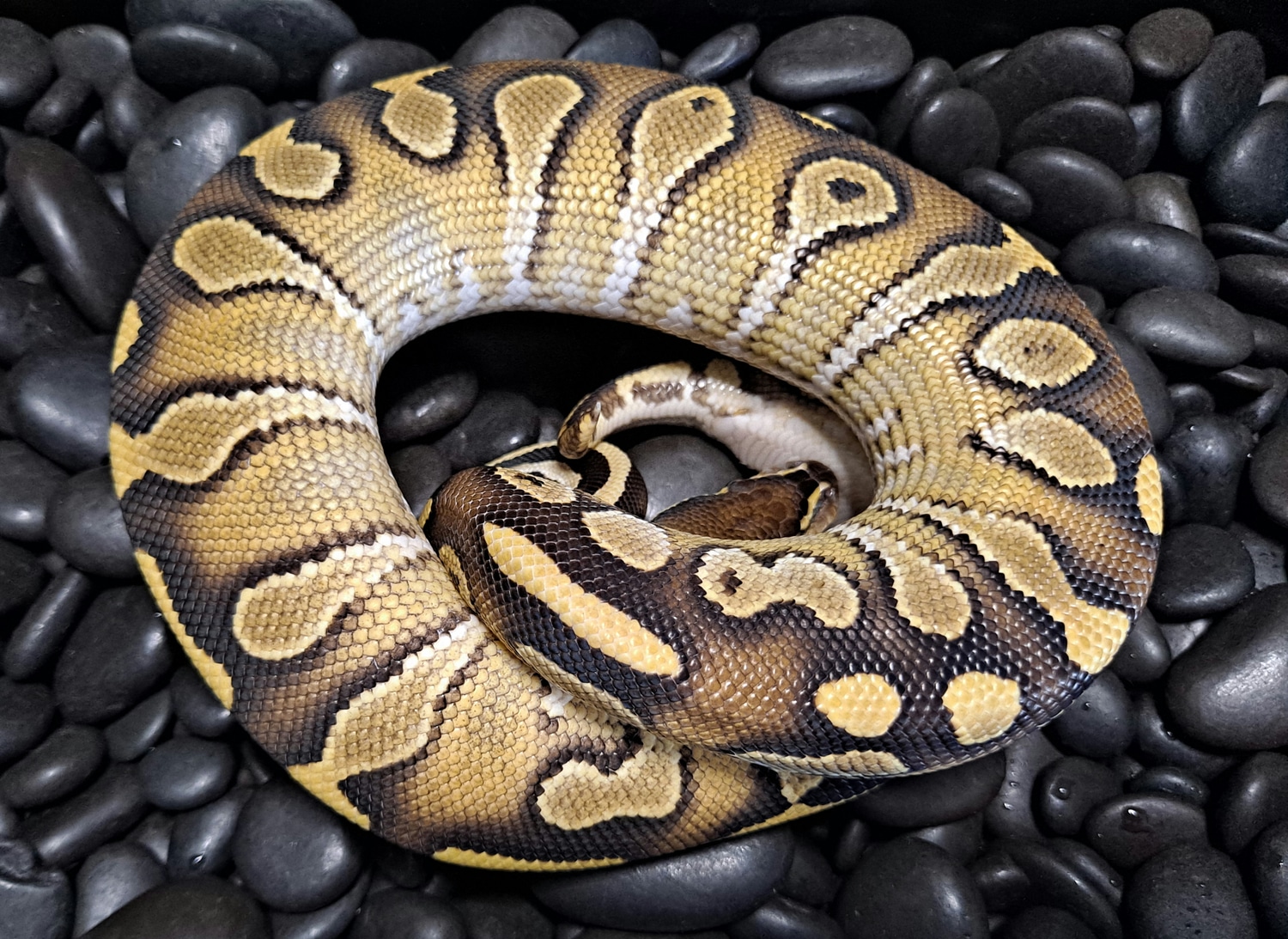 Blackhead Lesser Yellowbelly 66% Double Het Clown/Hypo **FREE SHIPPING ...