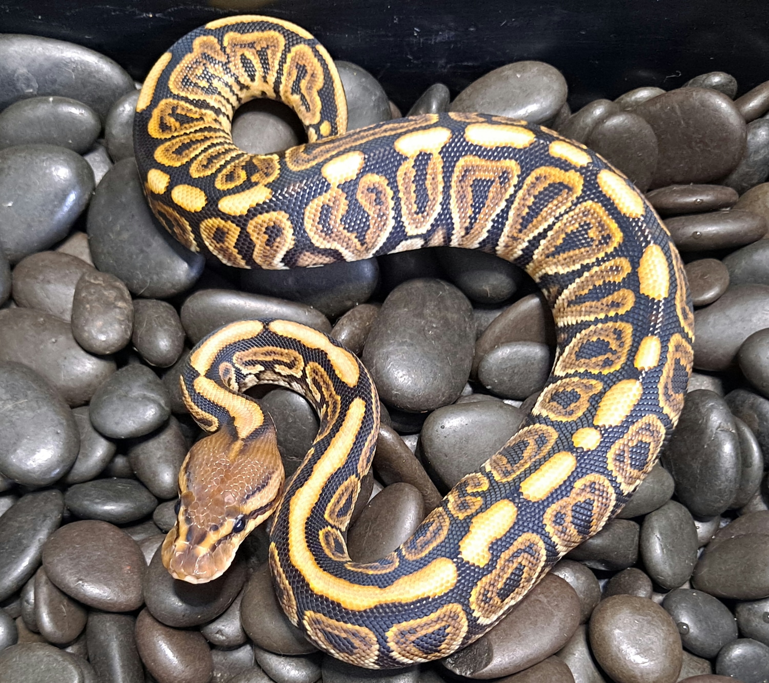 Black Pastel Spotnose Het Clown Ball Python by Esoteric Exotics Inc ...