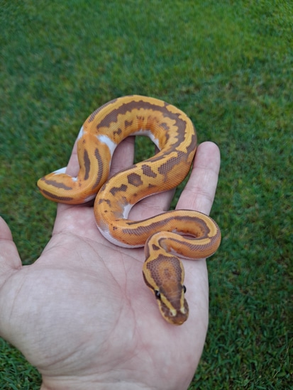 Ultramel Pied PH Hypo Ball Python by Esoteric Exotics Inc