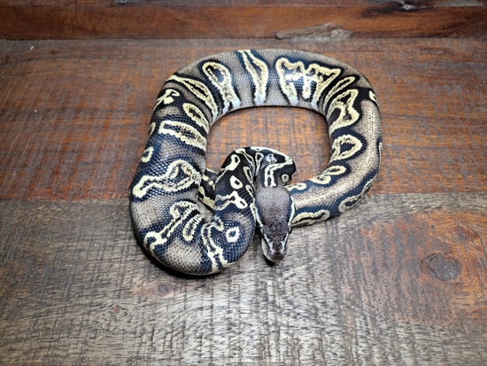 Pastel GHI Blackhead Poss. Red Gene 66% Het Clown 50% Het Hypo **FREE ...