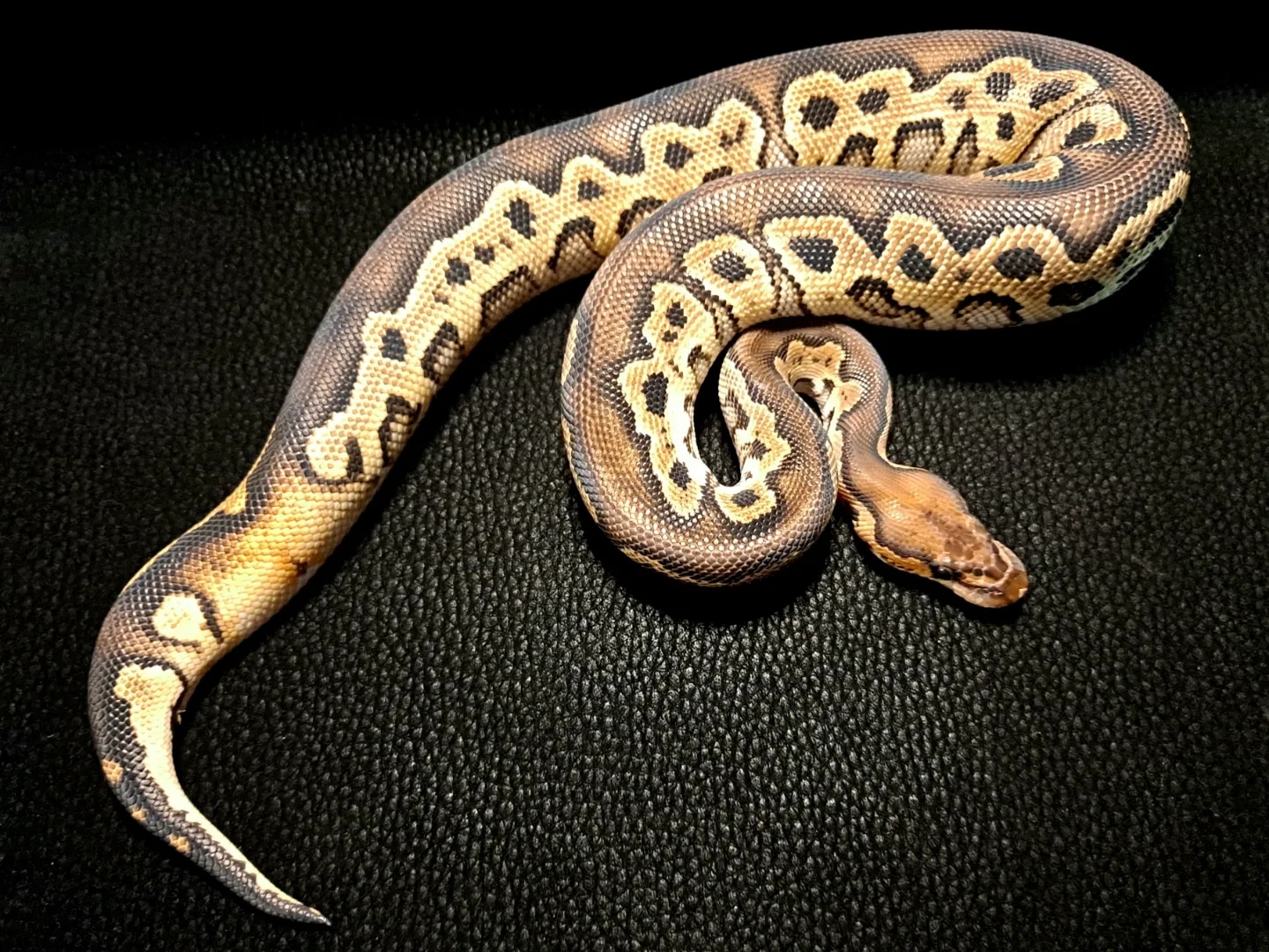 Black Head Clown Ball Python by Esoteric Exotics Inc - MorphMarket