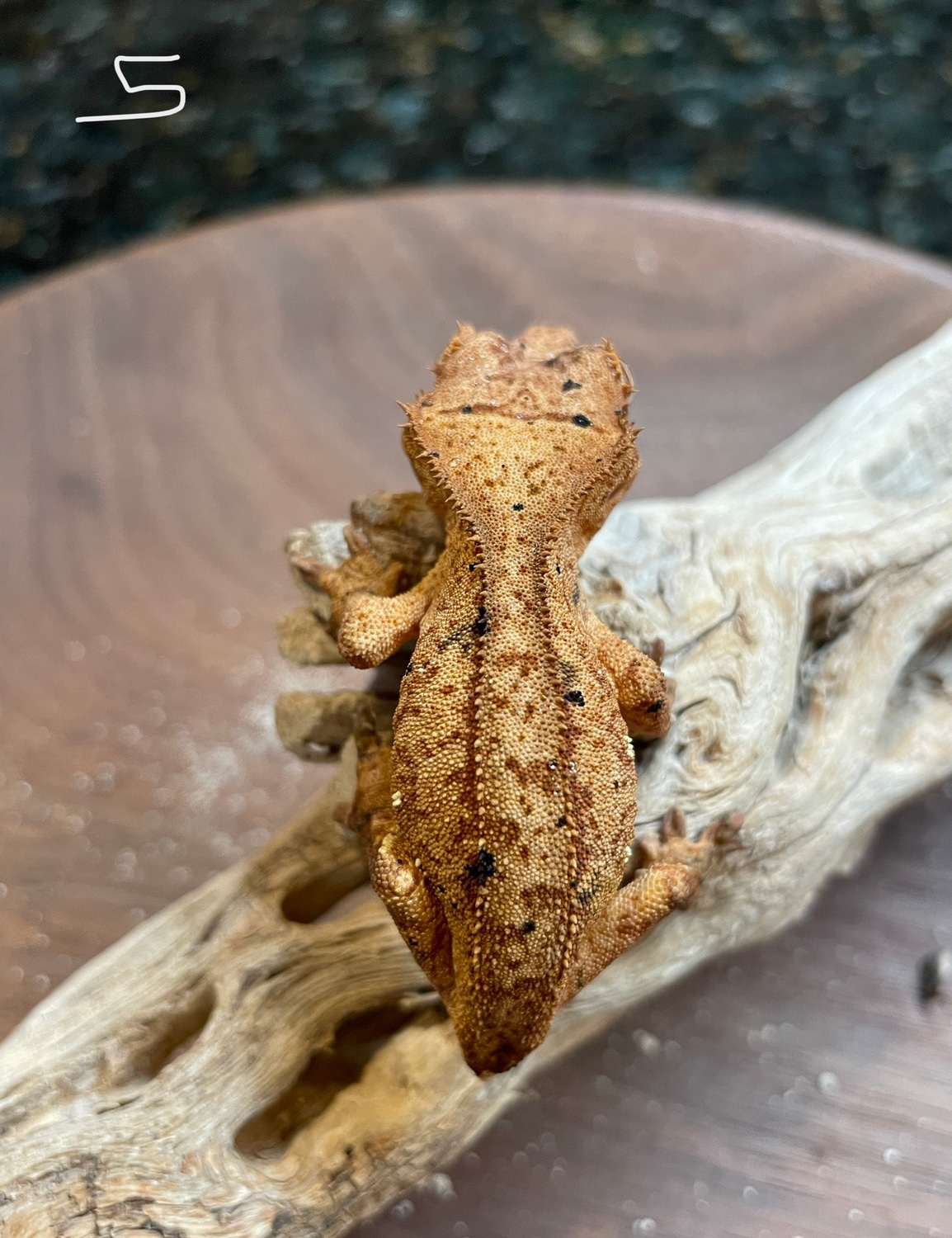 Yellow/brindle Dalmatian 2/22 Crested Gecko by Saratoga Run Farm ...