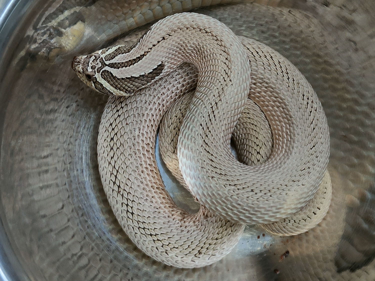 2017 Arctic Superconda Western Hognose by Essex Hognose - MorphMarket