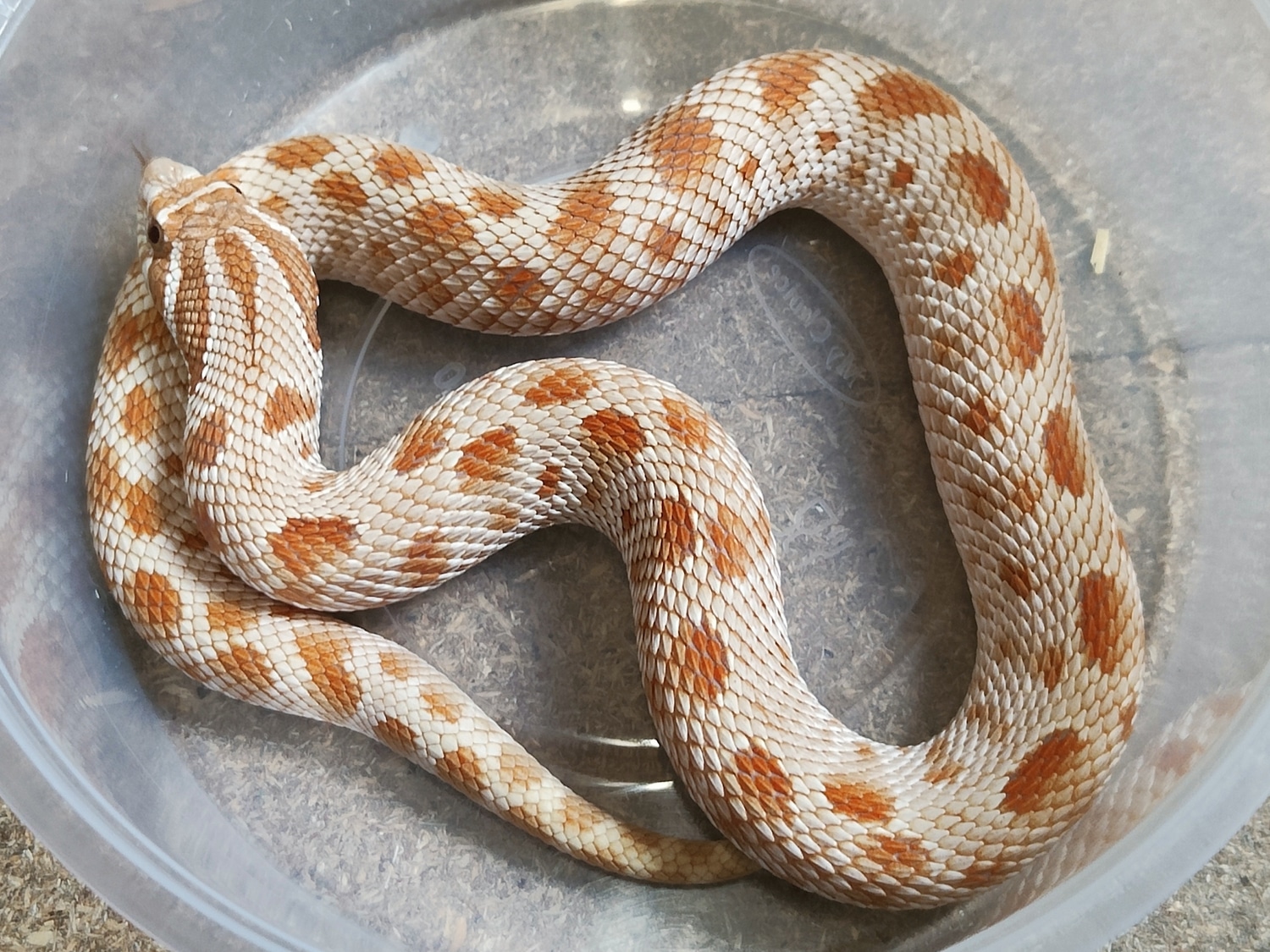 Hypo Anaconda 66% Het Ghost Western Hognose by Essex Hognose - MorphMarket