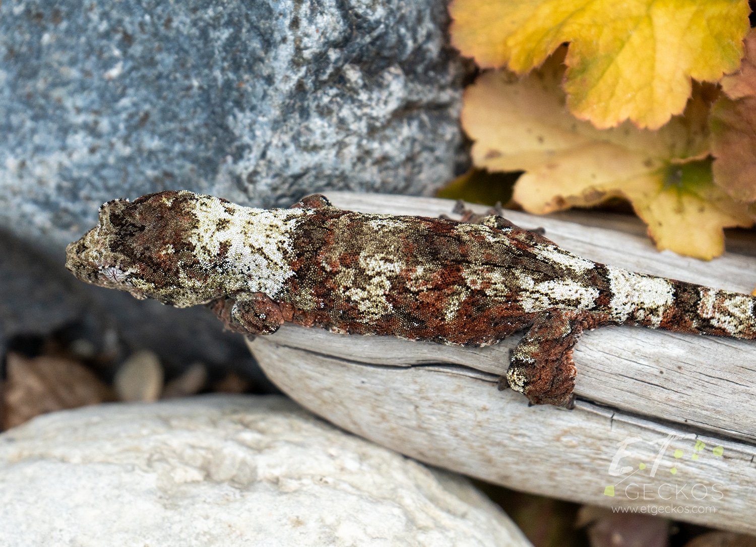High White Female - Matcha Mayhem Chahoua Gecko by E.T. Geckos ...