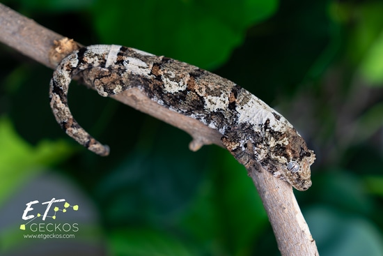 "Frisky French Fry" - High White Female Chahoua Chahoua Gecko by E.T ...