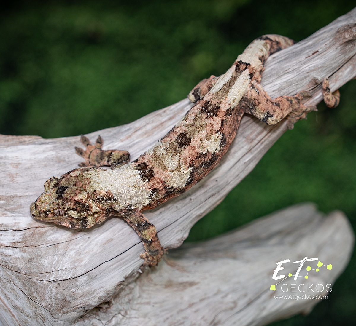 Ballsy Beefaroni - High White Female Chahoua